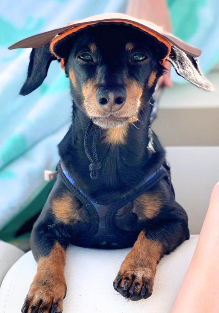 Buddy Belts - Collections Of The #1 No Pull Dog Harness