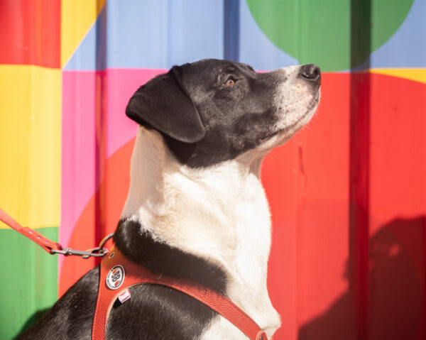 Buddy Belts - The #1 No Pull Dog Harness. Simply the Best!